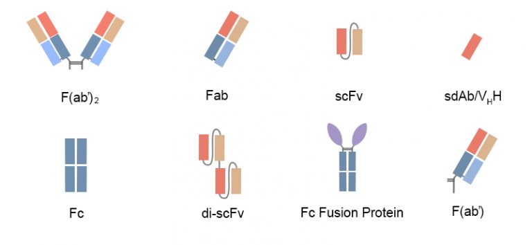 scFv/Fab Construction - Antibody Fragments Expression - DetaiBio