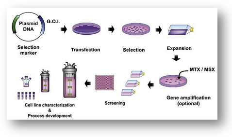 Screening of stable cell lines-Construction of stable cell lines-Detai ...