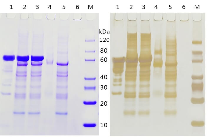 Co-IP_免疫共沉淀检测服务_CO-IP实验_相互作用检测-德泰生物