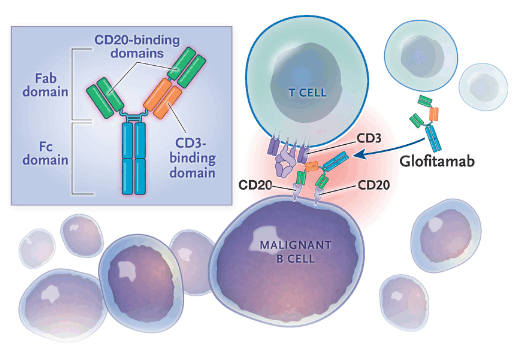 靶向B细胞淋巴瘤的新兴抗体疗法-鸡/绵羊/猪单克隆抗体定制-德泰生物