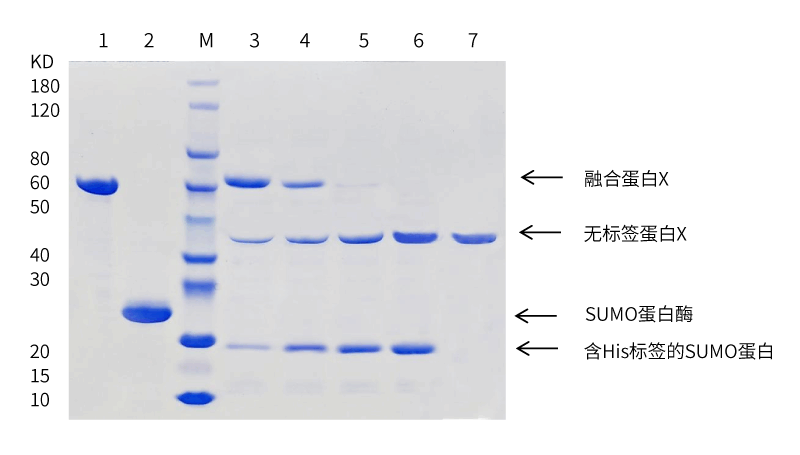 rSUMO Protease（Ulp1）/重组SUMO蛋白酶（His-tag）-SUMO标签酶切-DTE01-德泰生物
