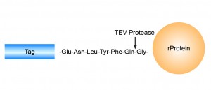 TEV Protease/TEV蛋白酶（His-tag）-DTE05-德泰生物