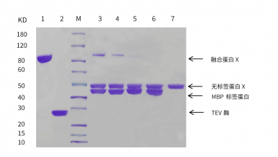 TEV Protease/TEV蛋白酶（His-tag）-DTE05-德泰生物