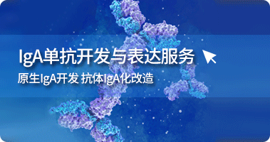 免疫球蛋白A（IgA）结构-转运机制-生物学功能-德泰生物
